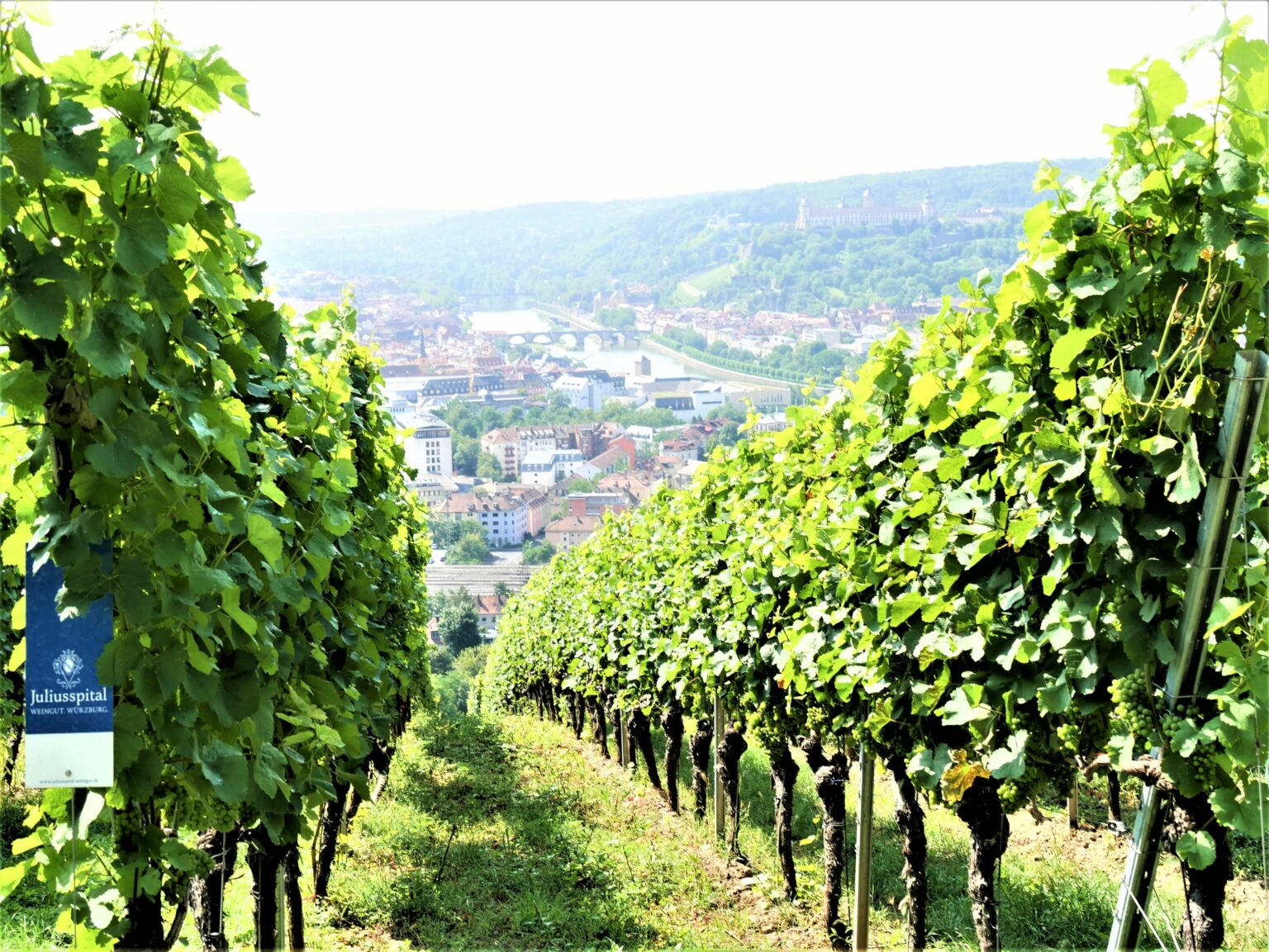 Die schönste Weinwanderung in Deutschland - Teilzeitwandern