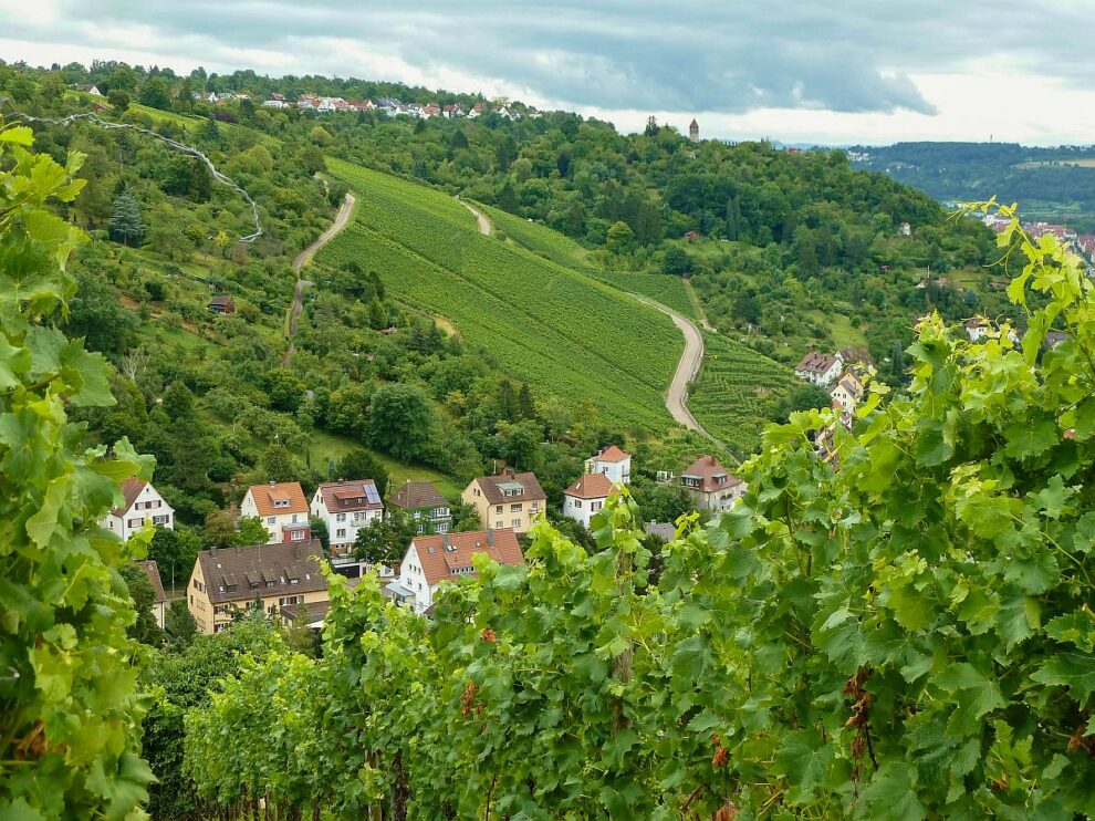 Die schönste Weinwanderung in Deutschland - Teilzeitwandern