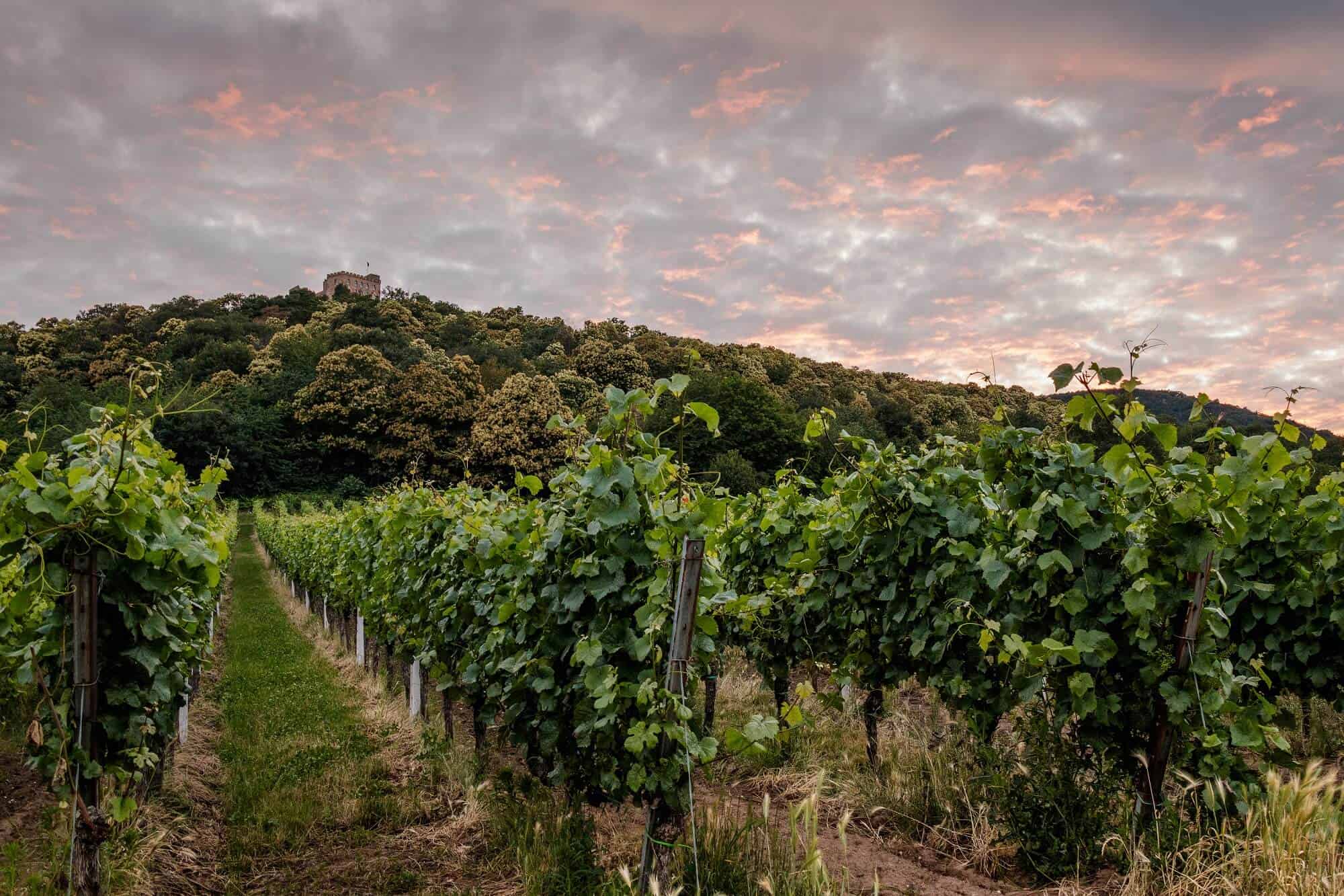 Die schönste Weinwanderung in Deutschland - Teilzeitwandern
